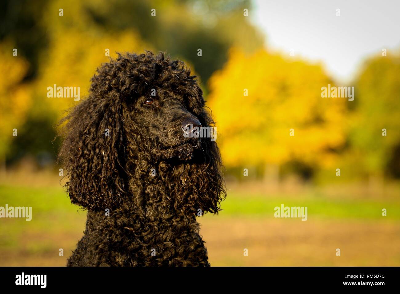 Giant Pudel Portrait Stock Photo - Alamy