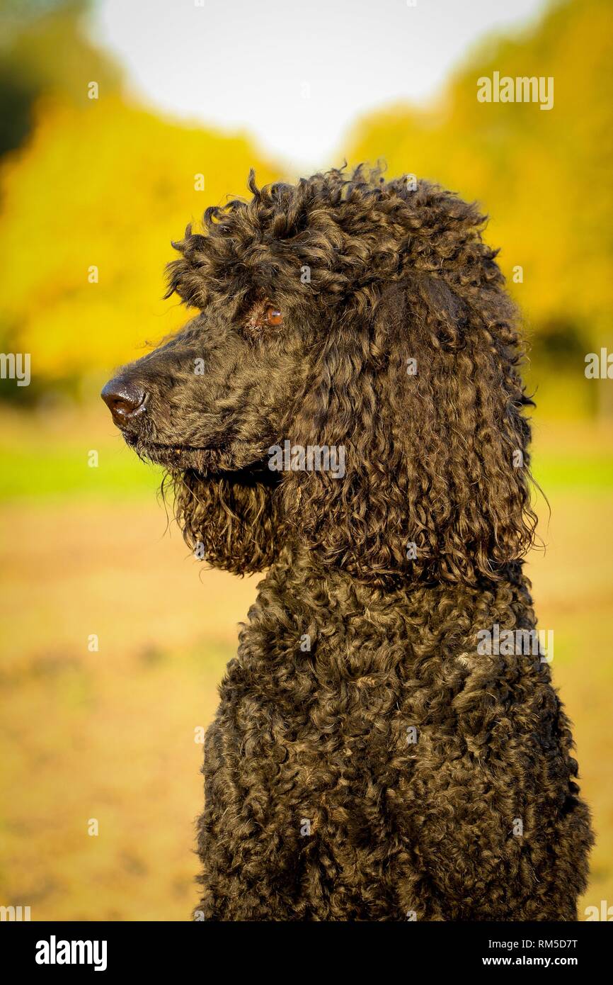 Giant black caniche hi-res stock photography and images - Alamy