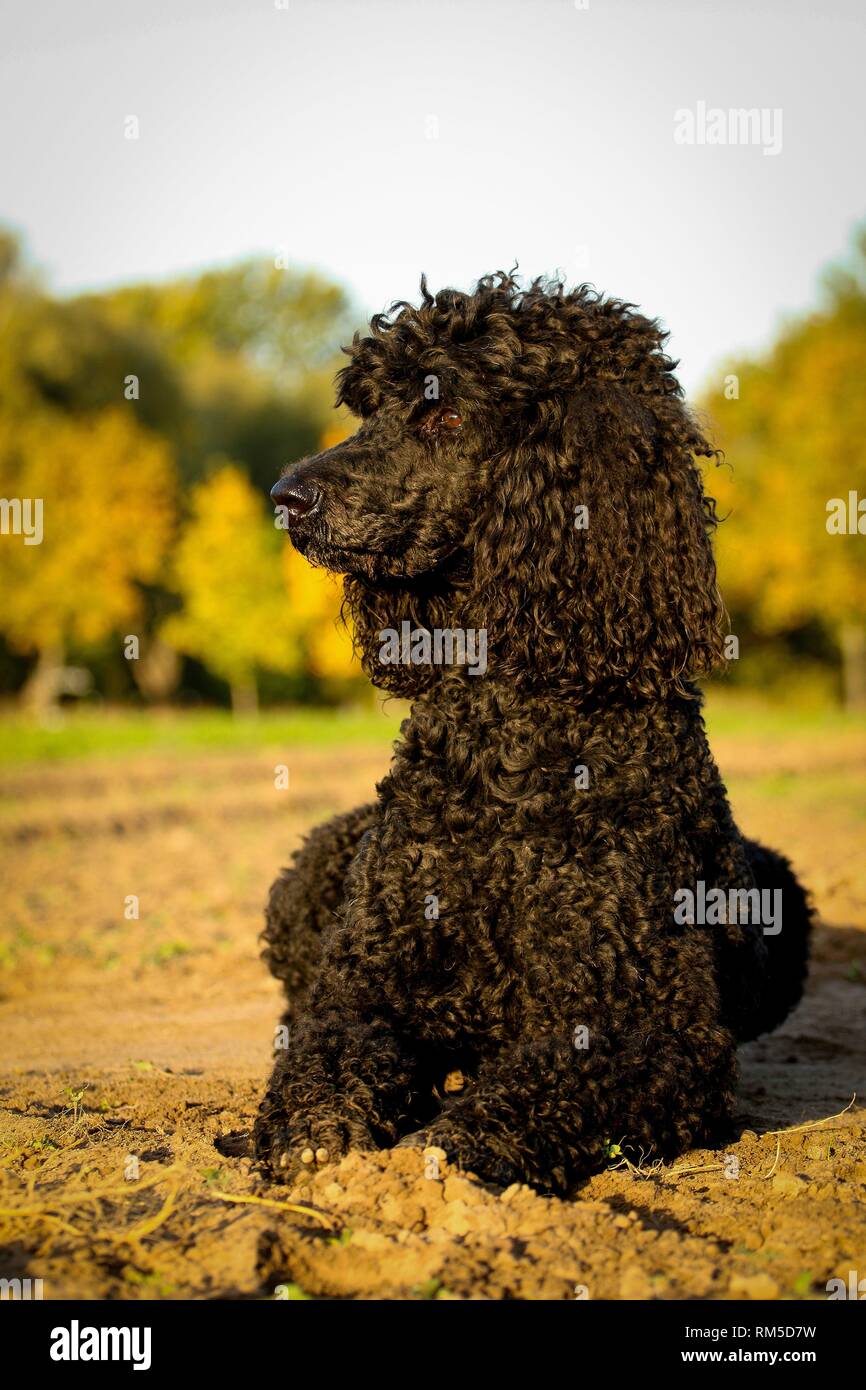 lying Giant Pudel Stock Photo - Alamy