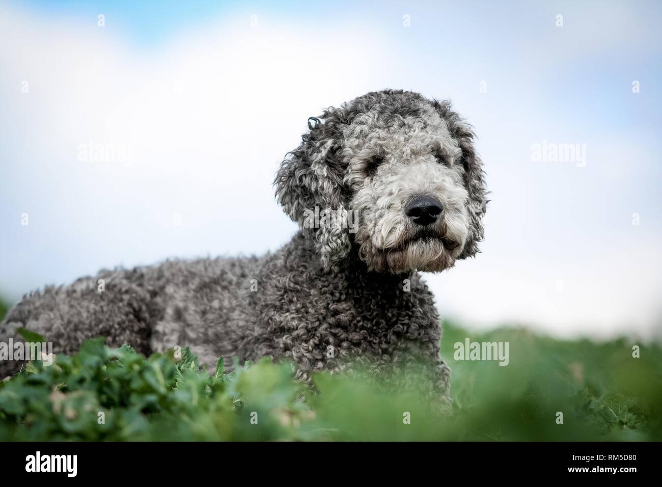 lying Giant Pudel Stock Photo - Alamy