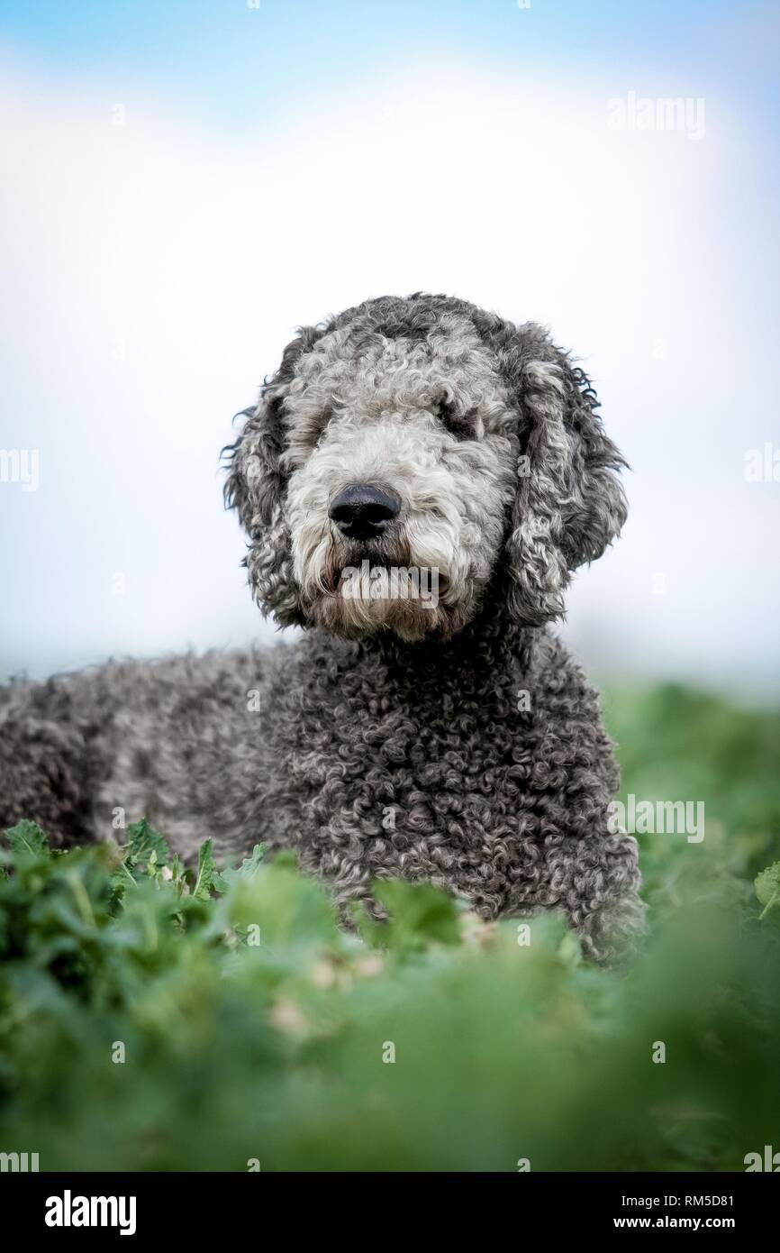 lying Giant Pudel Stock Photo - Alamy