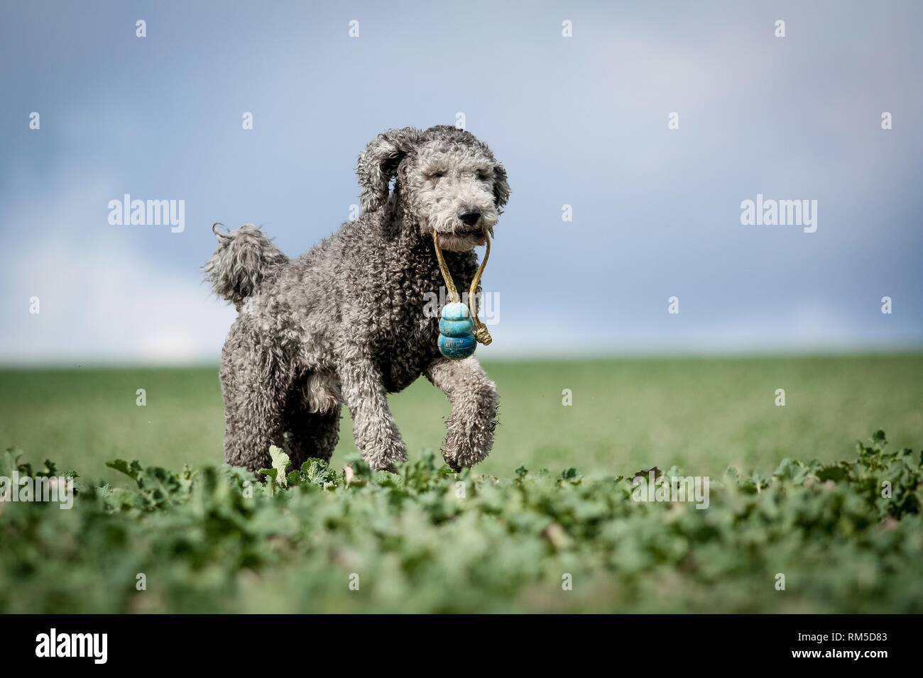 Pudel toy hi-res stock photography and images - Alamy