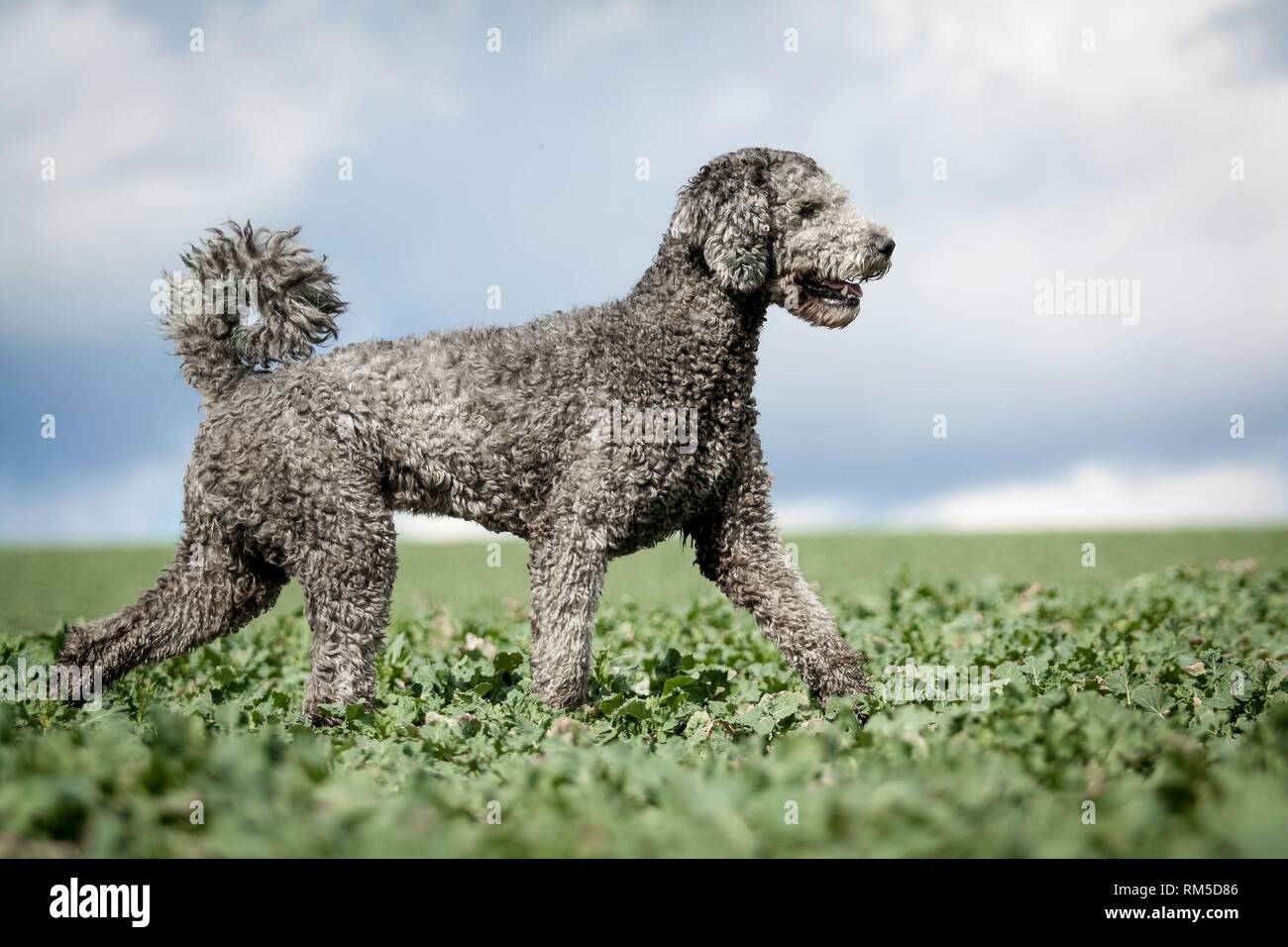 Pudel walking hi-res stock photography and images - Alamy