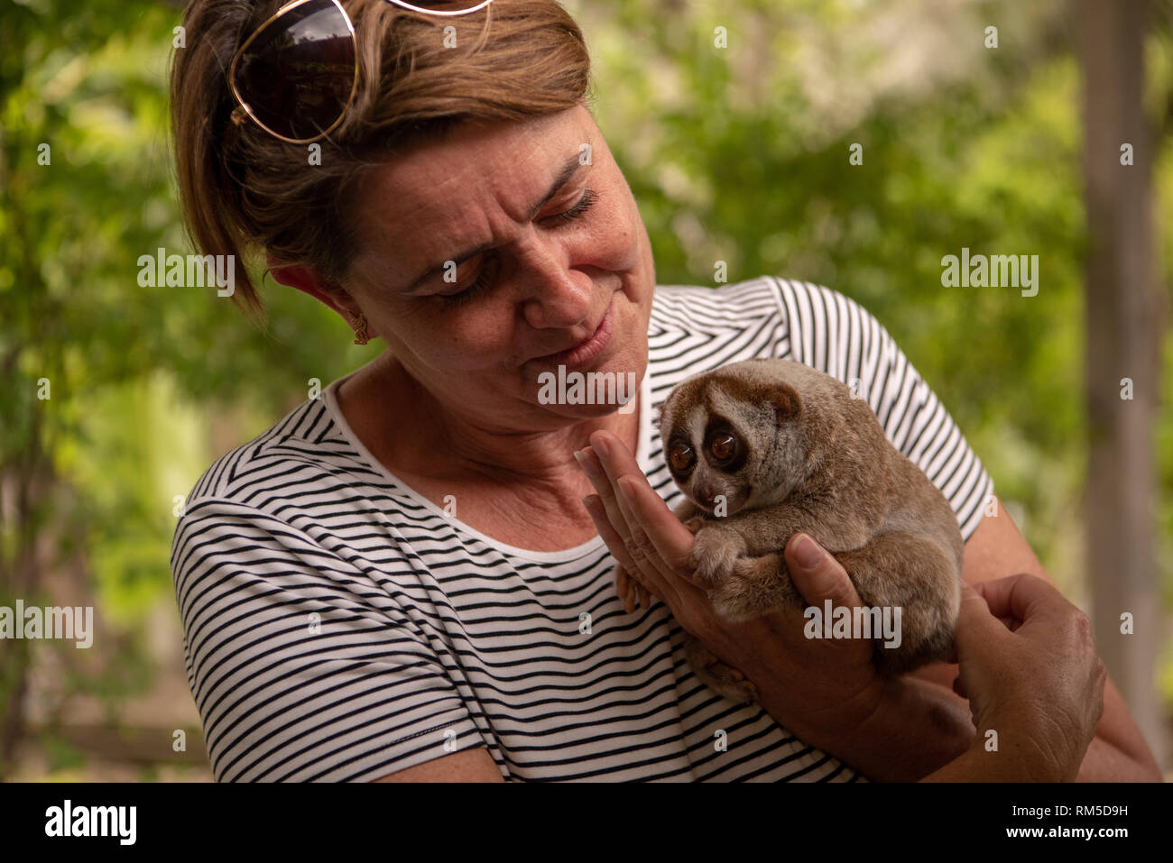 Woman looks at slow loris in hand Stock Photo - Alamy