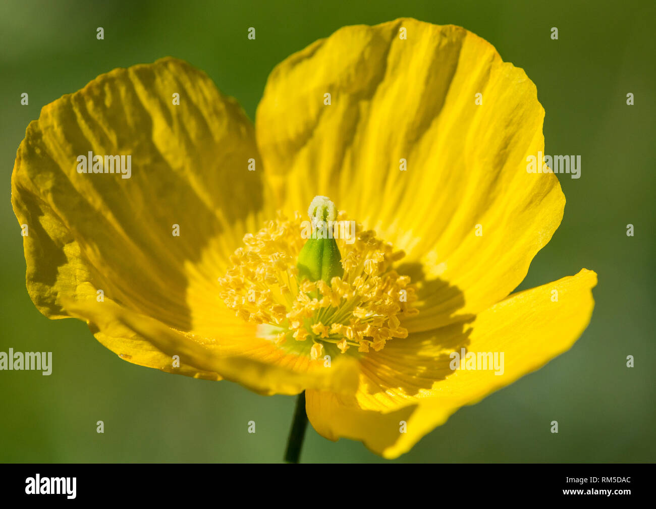 Yellow poppy stigma hi-res stock photography and images - Alamy
