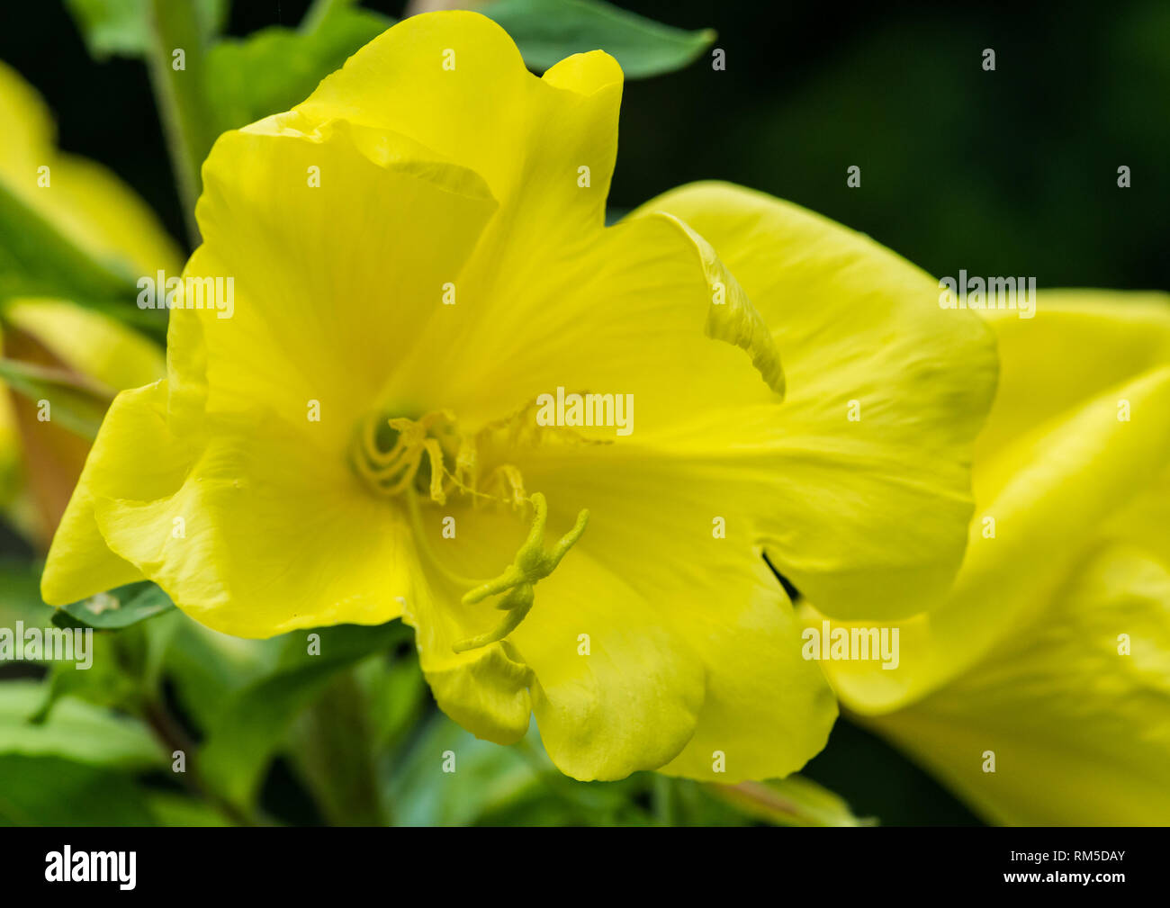 A macro shot of a yellow evening primrose bloom Stock Photo - Alamy