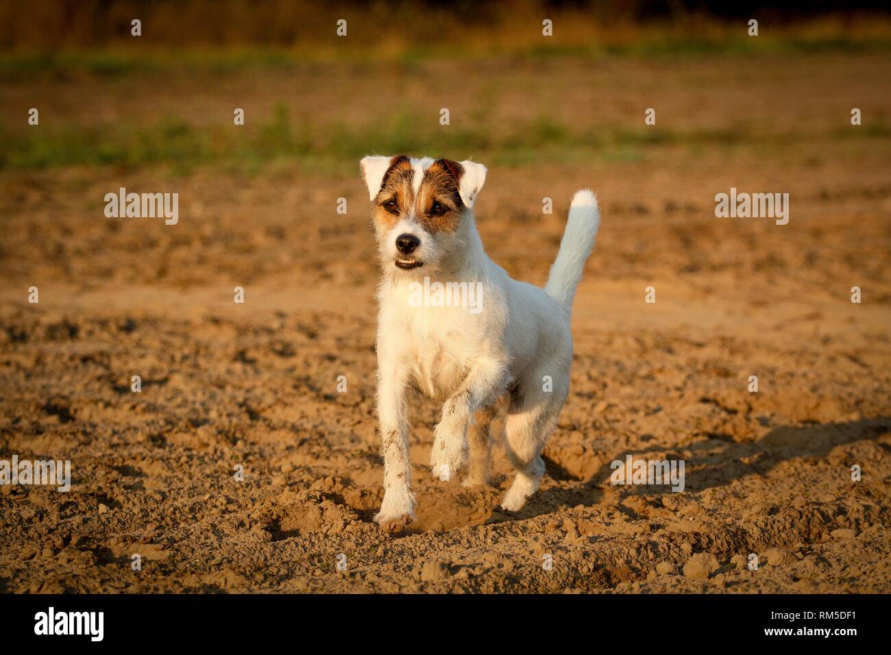running Parson Russell Terrier Stock Photo - Alamy