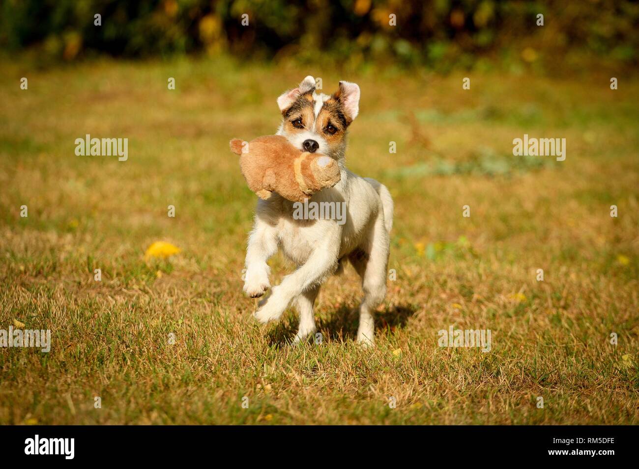 Jack russell stuffed toy hi-res stock photography and images - Alamy