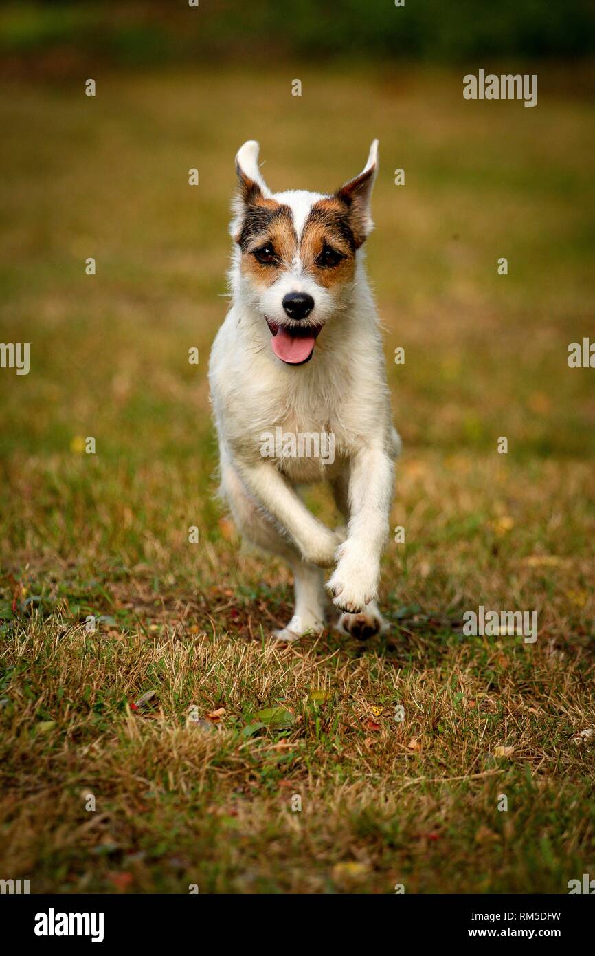 running Parson Russell Terrier Stock Photo - Alamy