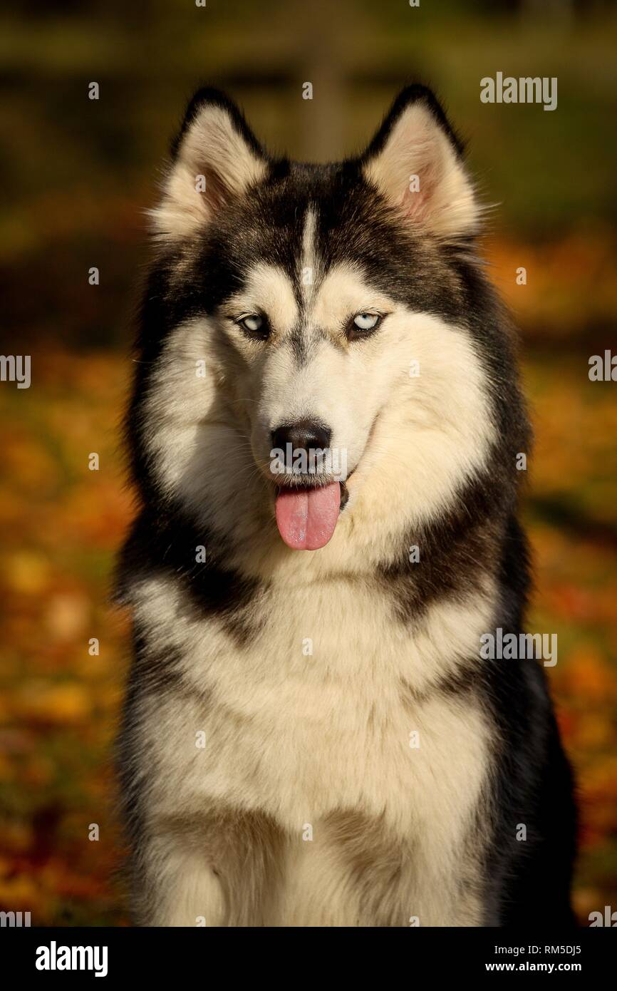 Siberian Husky Portrait Stock Photo - Alamy