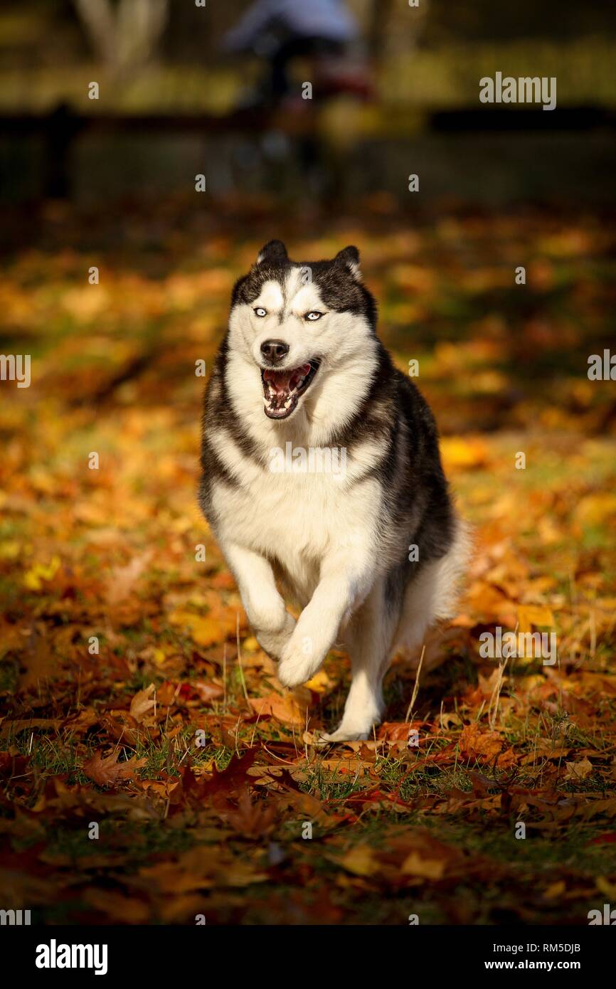 running Siberian Husky Stock Photo - Alamy
