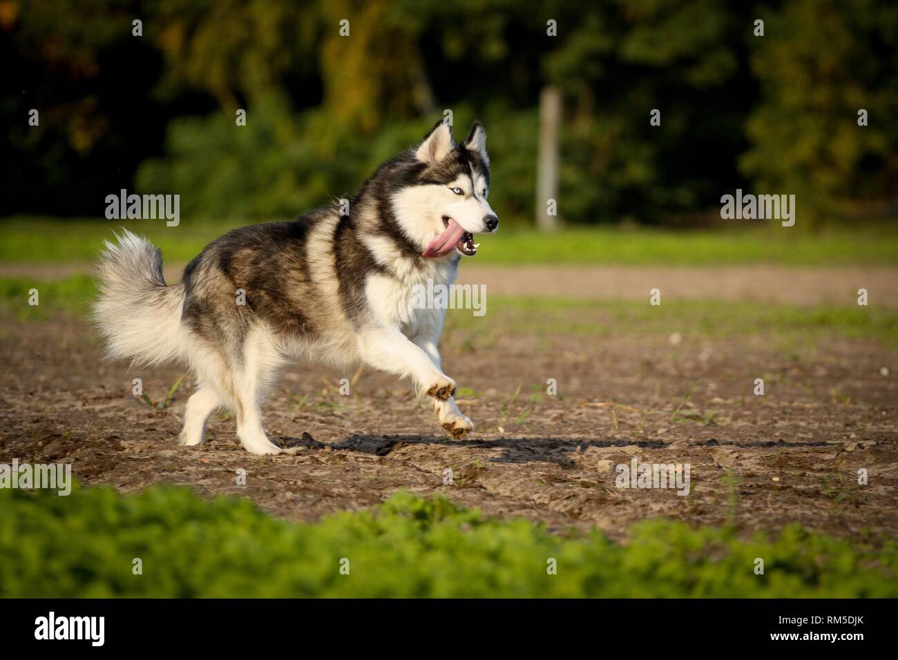 running Siberian Husky Stock Photo - Alamy