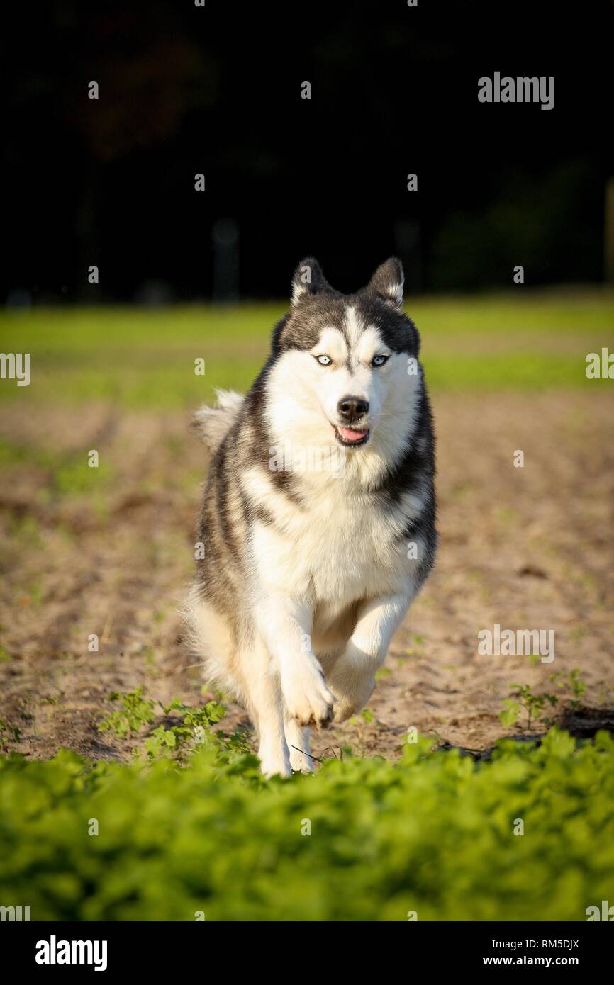 running Siberian Husky Stock Photo - Alamy