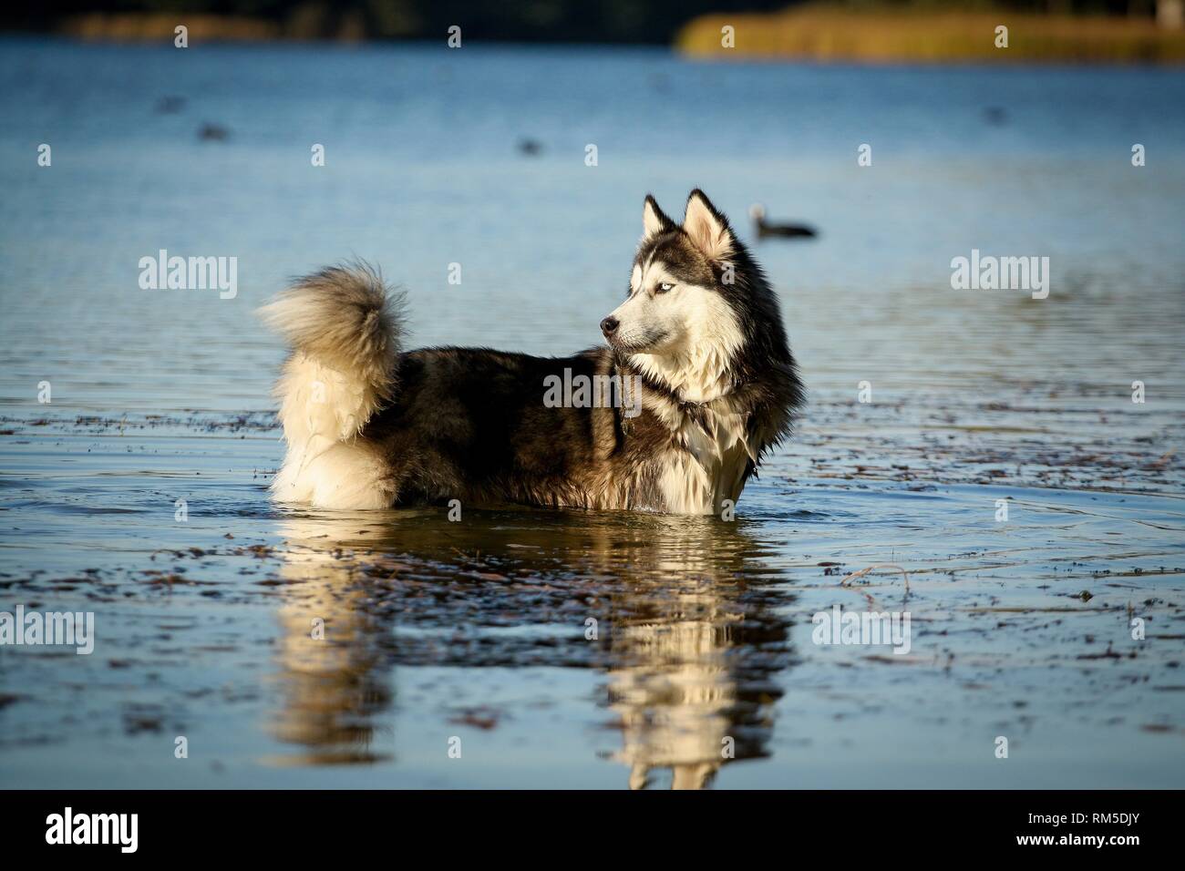 standing Siberian Husky Stock Photo - Alamy