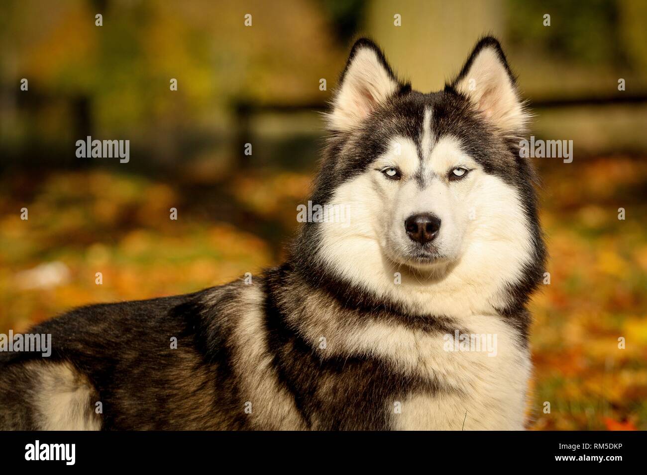 Siberian Husky Portrait Stock Photo - Alamy