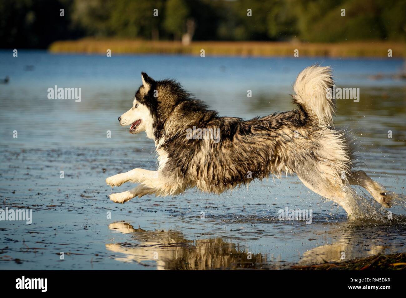 running Siberian Husky Stock Photo - Alamy