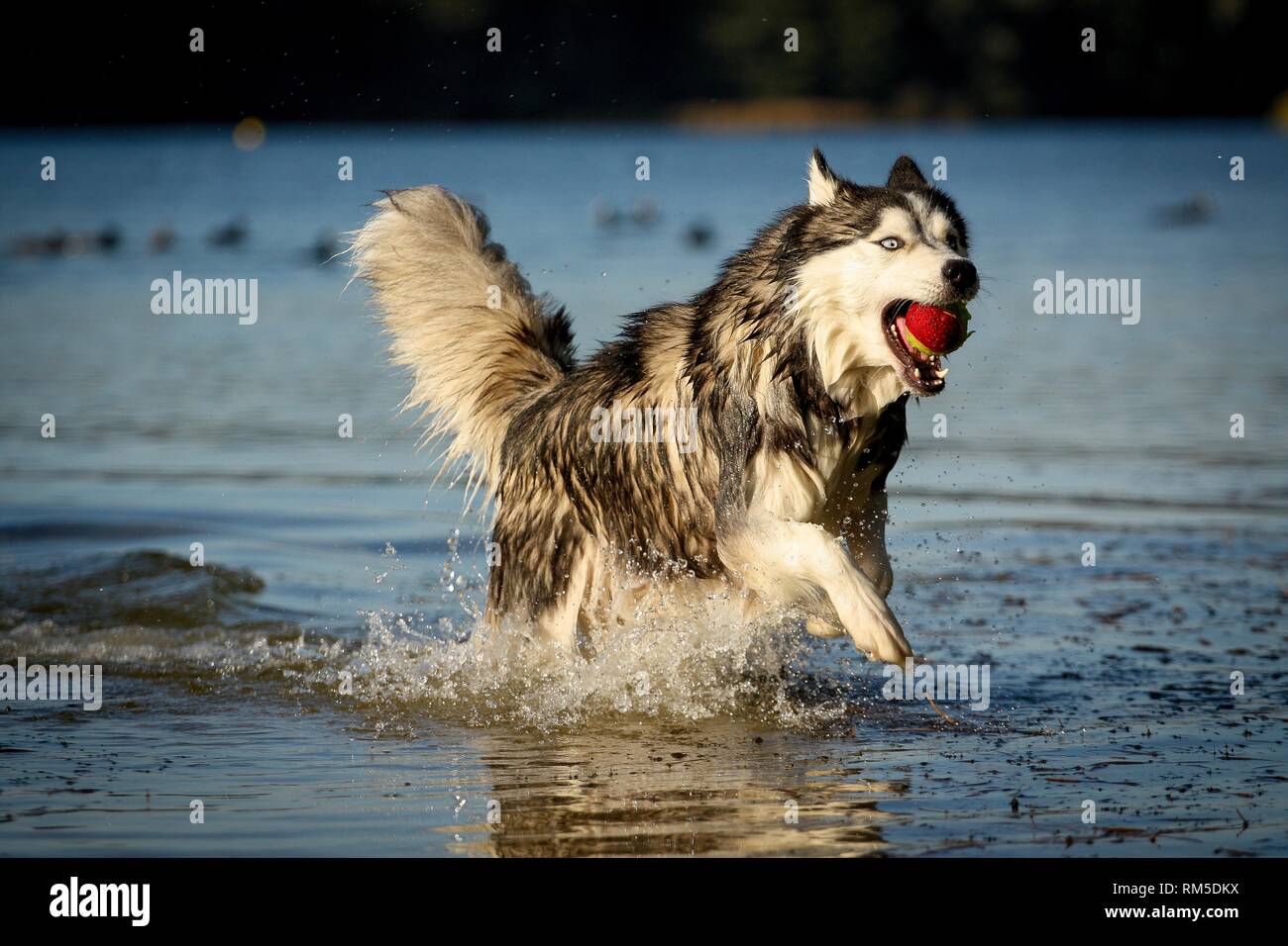 running Siberian Husky Stock Photo - Alamy