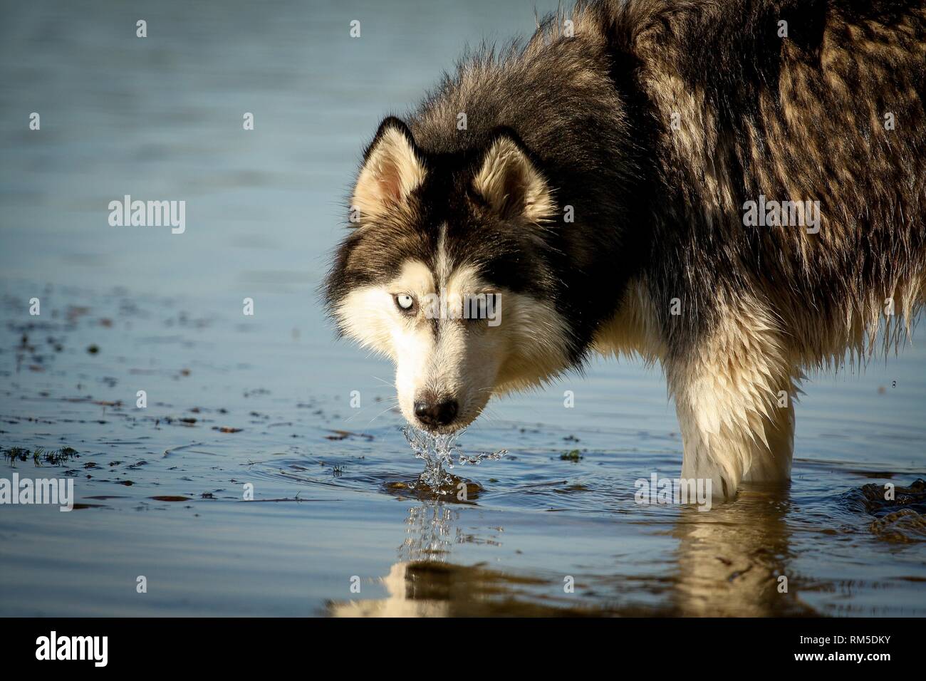 Siberian husky dog drink water hi-res stock photography and images - Alamy