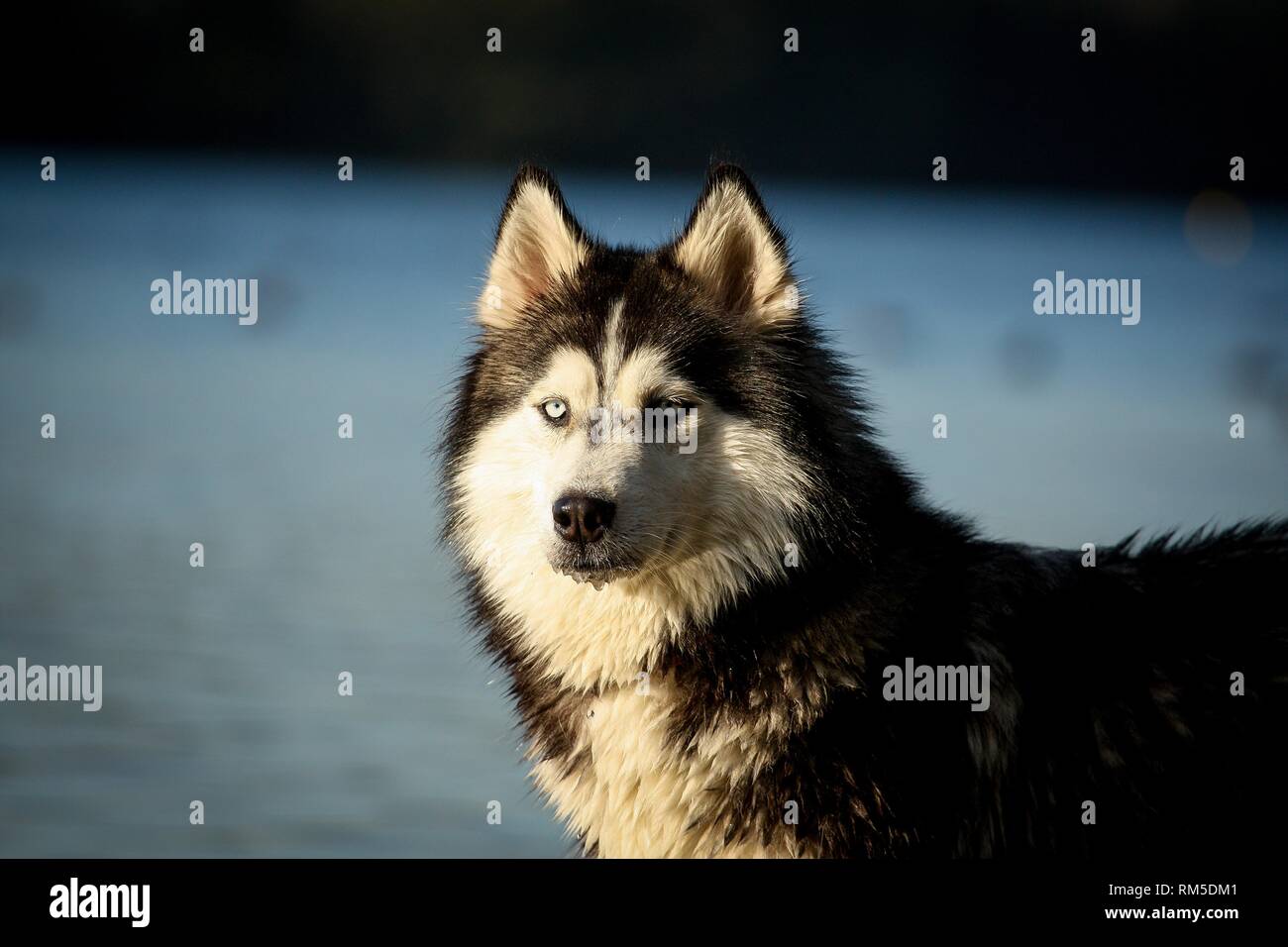 Siberian Husky Portrait Stock Photo - Alamy