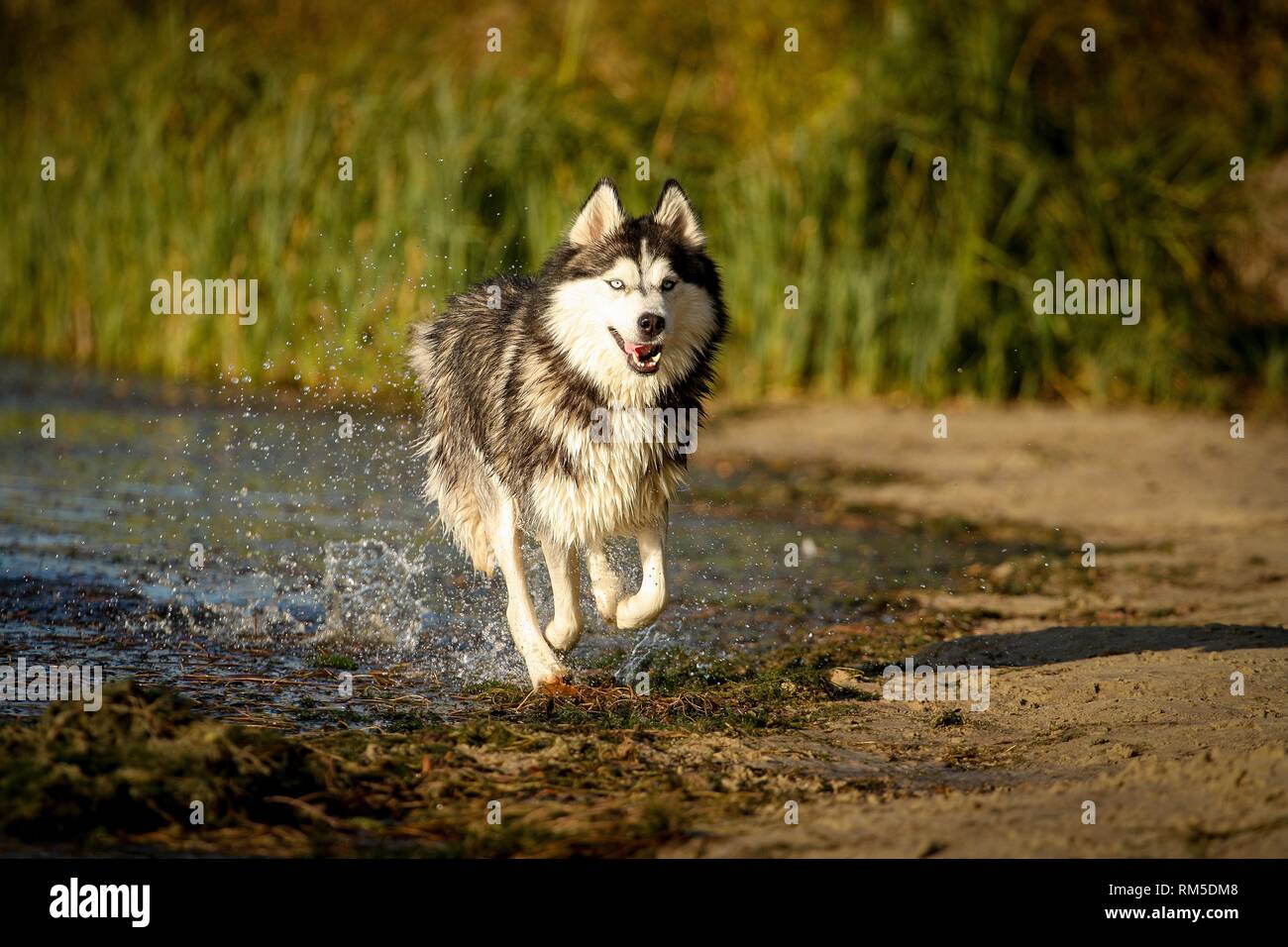 running Siberian Husky Stock Photo - Alamy