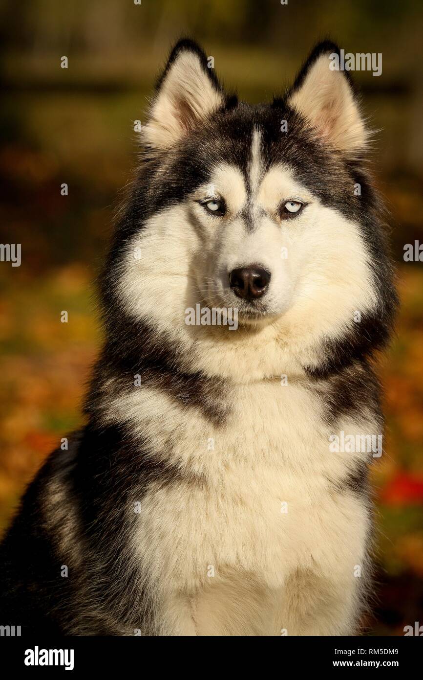 Siberian Husky Portrait Stock Photo - Alamy