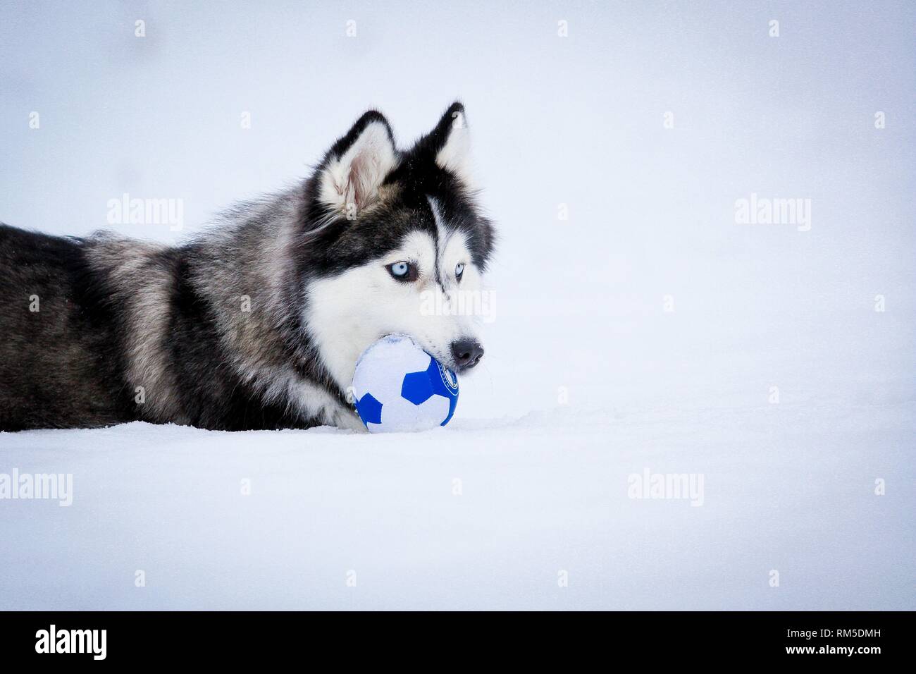 lying Siberian Husky Stock Photo - Alamy