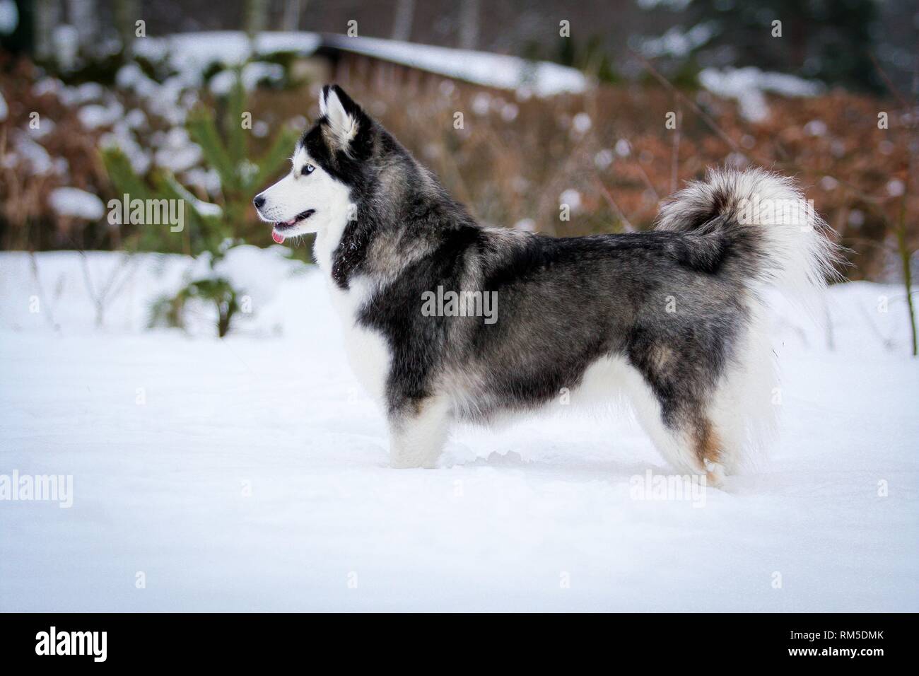 standing Siberian Husky Stock Photo - Alamy