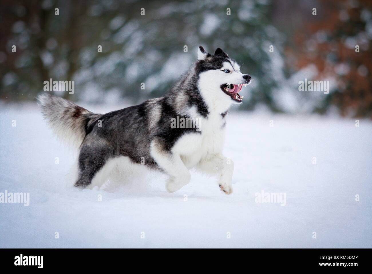 running Siberian Husky Stock Photo - Alamy