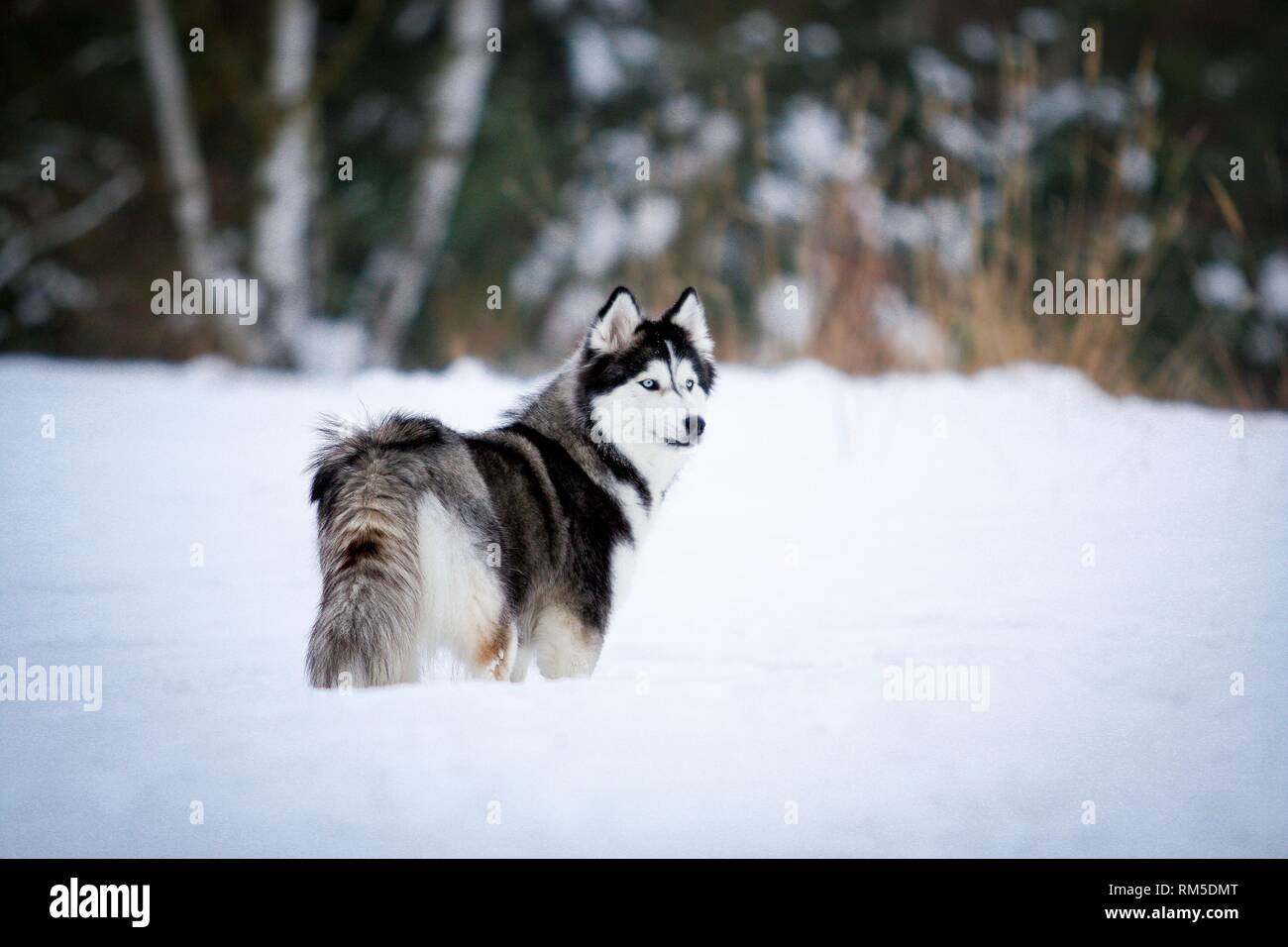 standing Siberian Husky Stock Photo - Alamy