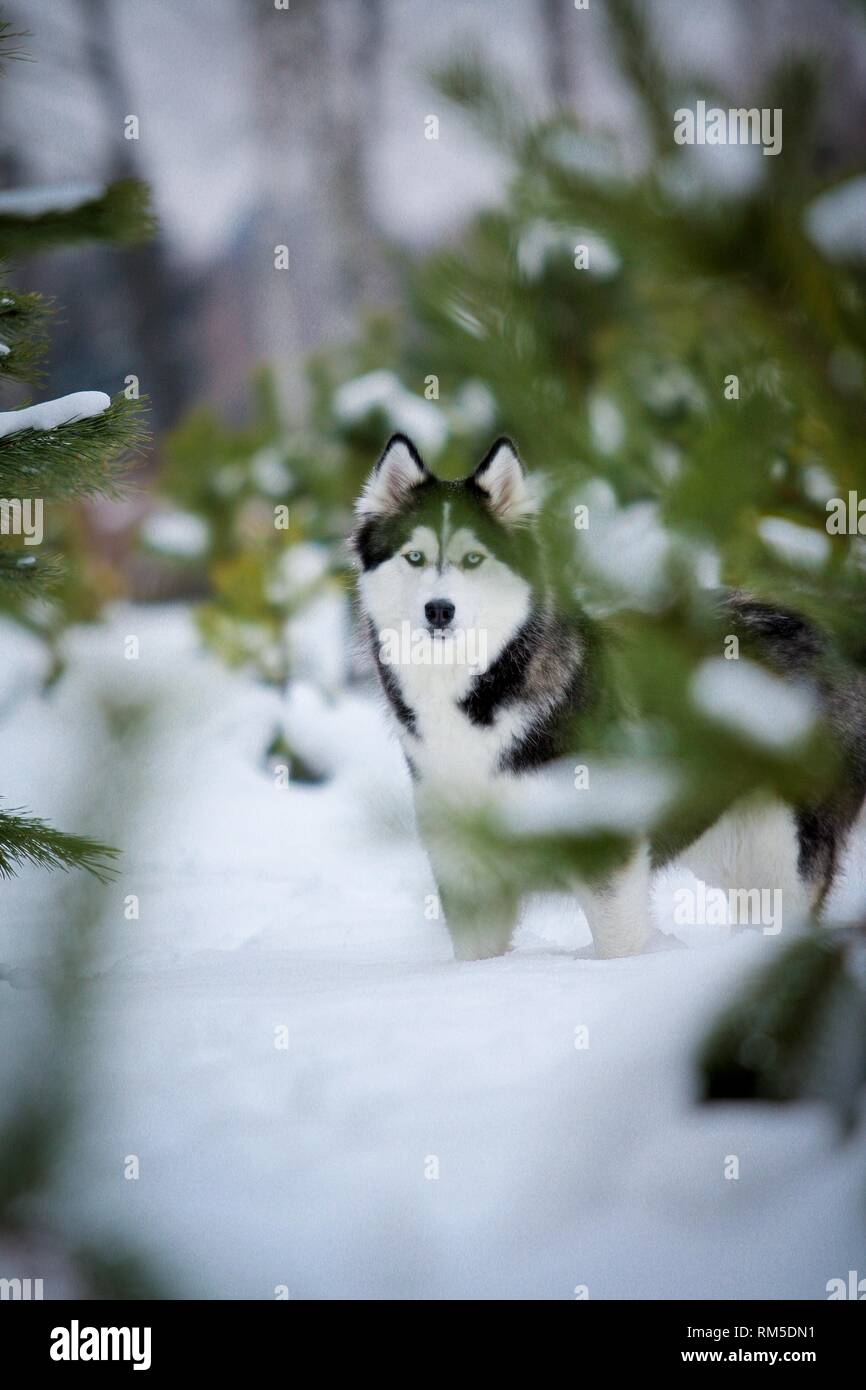standing Siberian Husky Stock Photo - Alamy