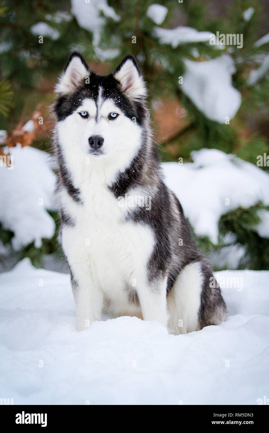 Sitting siberian husky hi-res stock photography and images - Alamy
