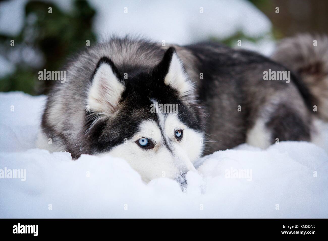 Husky laying down hi-res stock photography and images - Alamy