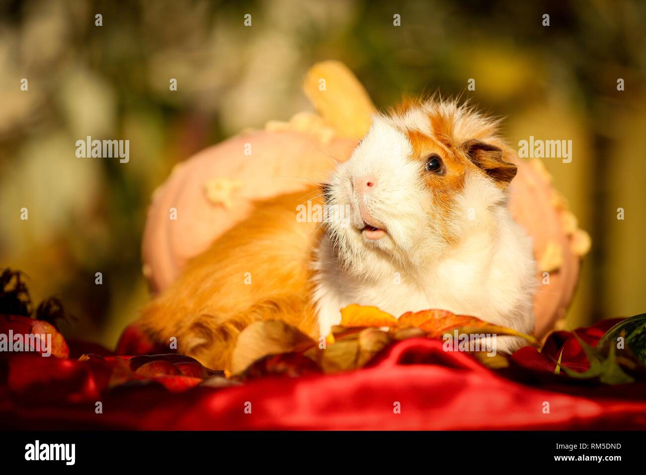 guinea pig in autumn foliage Stock Photo - Alamy