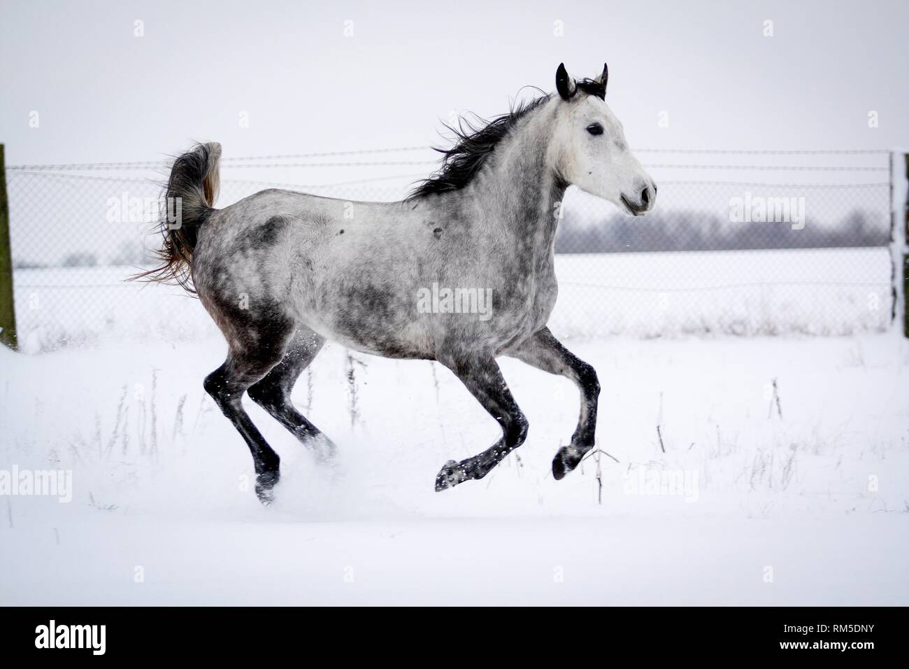 Arabian Horse in snow Stock Photo - Alamy
