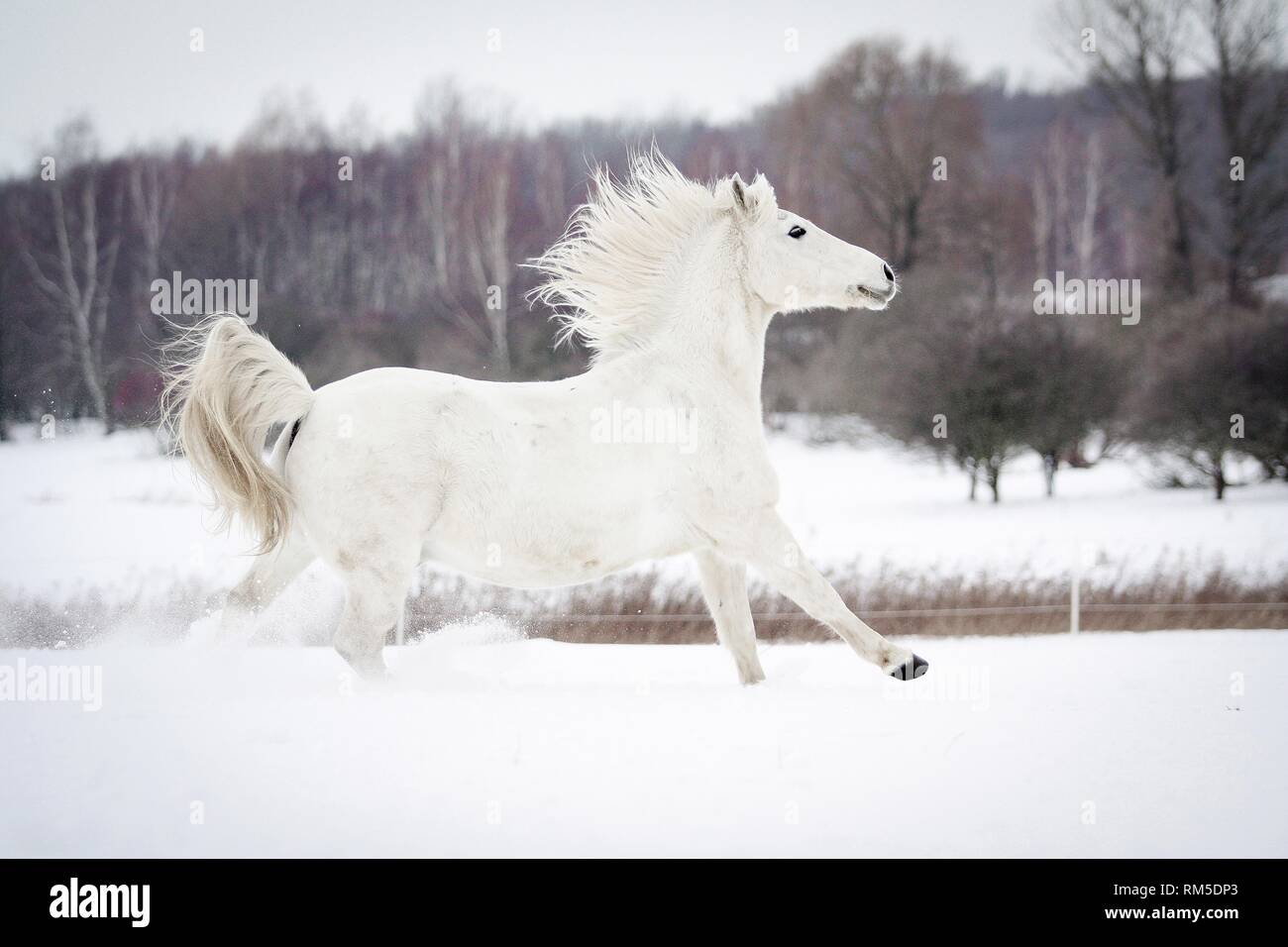 Arabian Horse in snow Stock Photo - Alamy