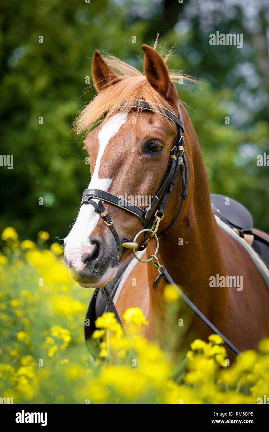 German Riding Pony Portrait Stock Photo - Alamy