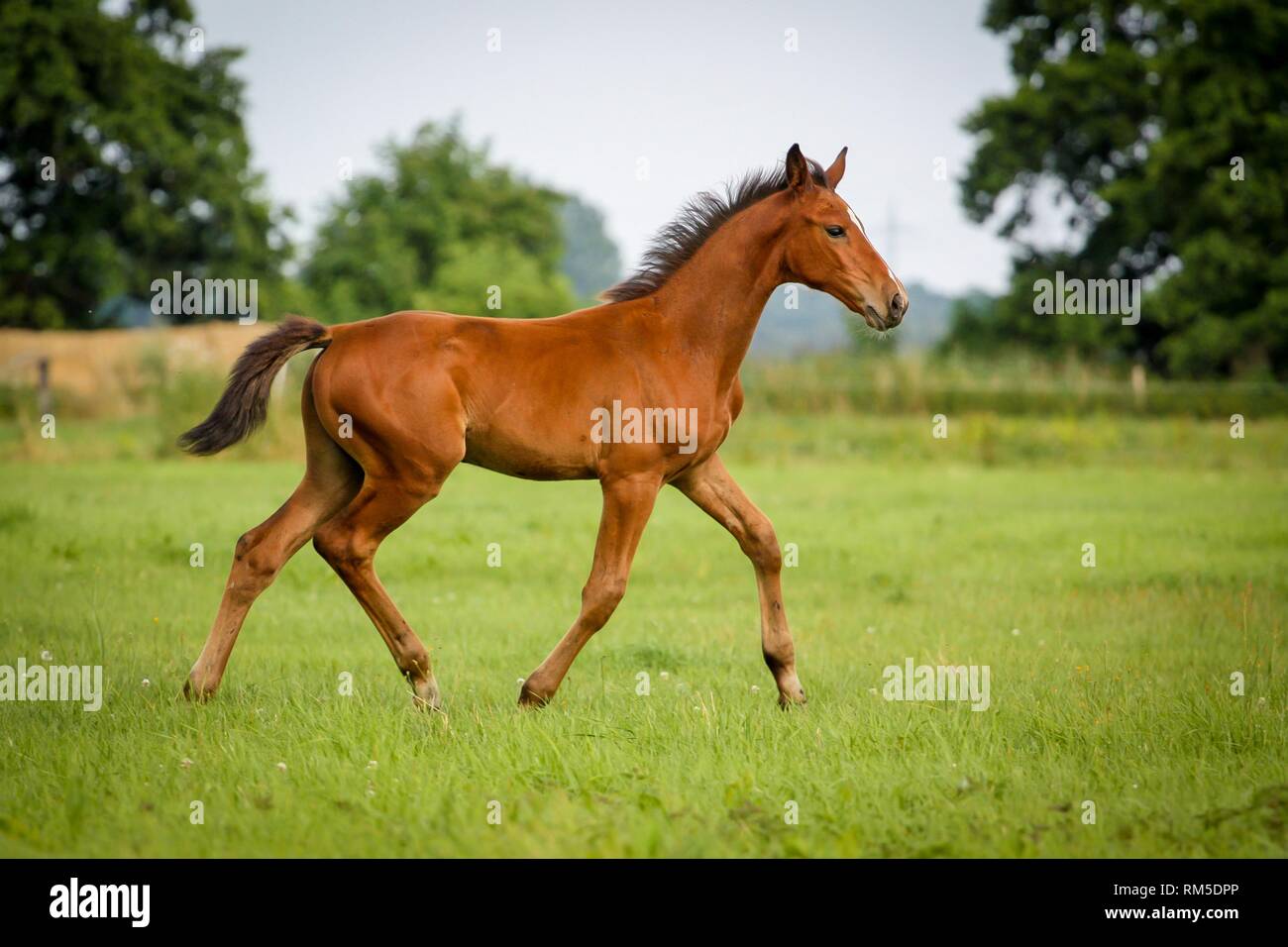 What Is Horse Riding In German at Jack Belser blog