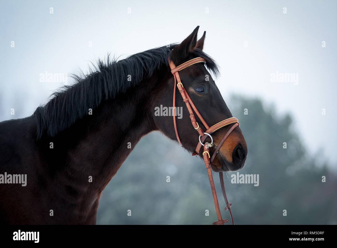 German Riding Horse Stock Photo - Alamy