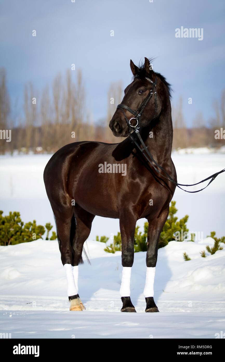German Riding Horse Stock Photo - Alamy