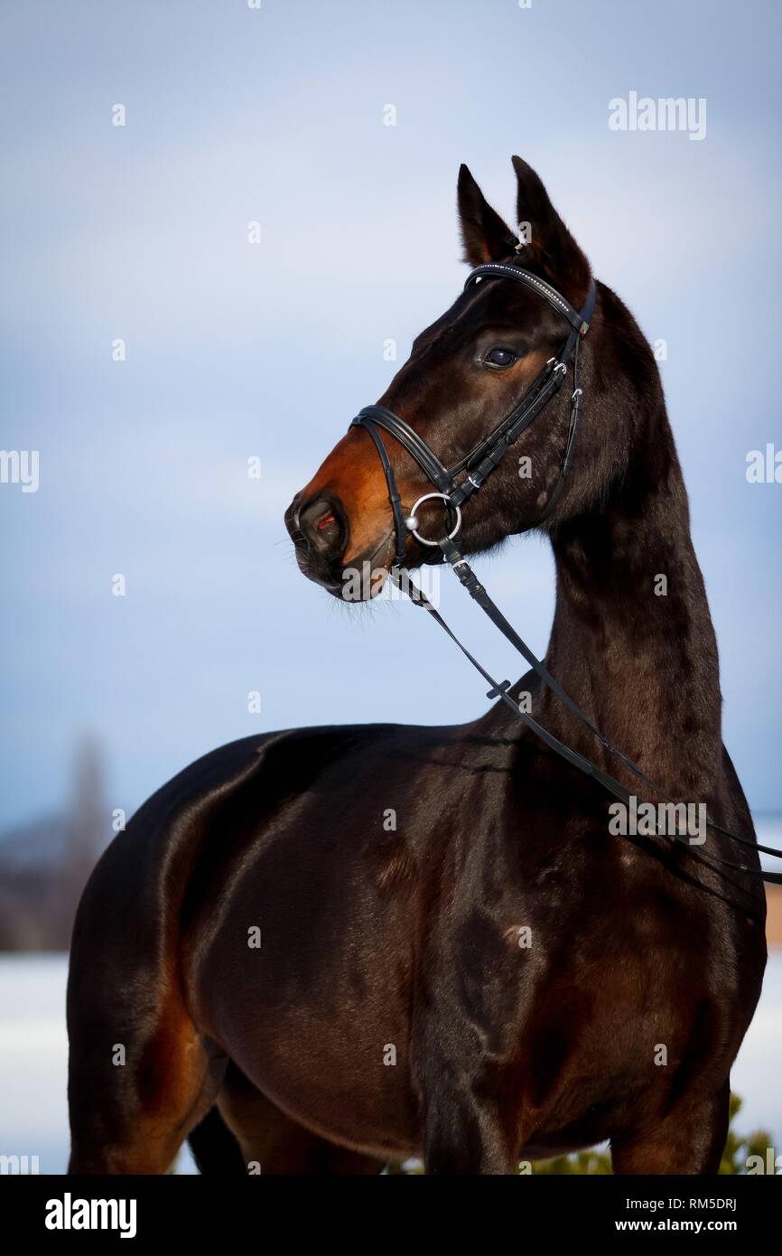 German Riding Horse Stock Photo - Alamy