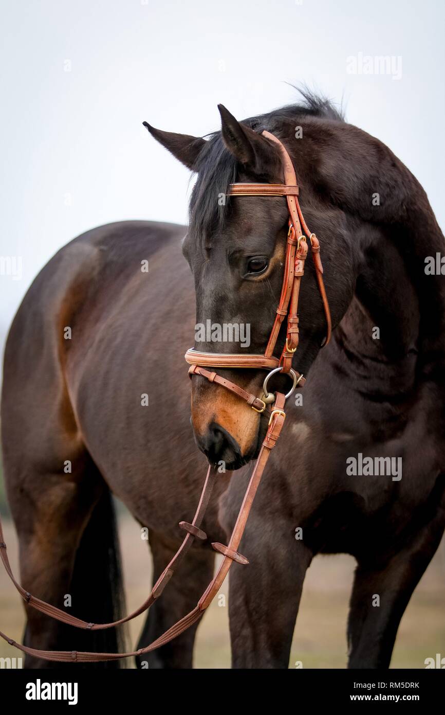 German Riding Horse Stock Photo - Alamy