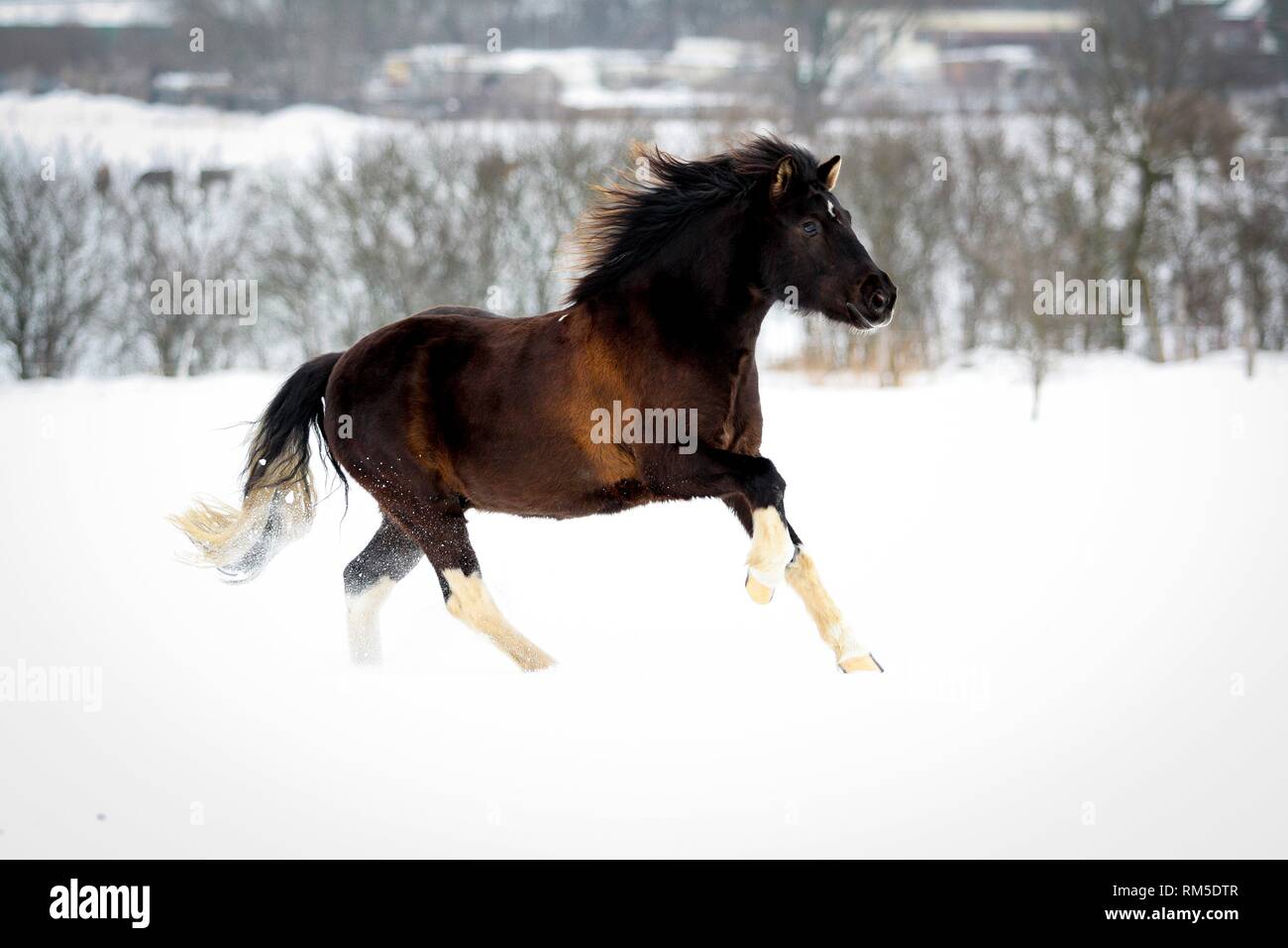 Lewitzer pony hi-res stock photography and images - Alamy