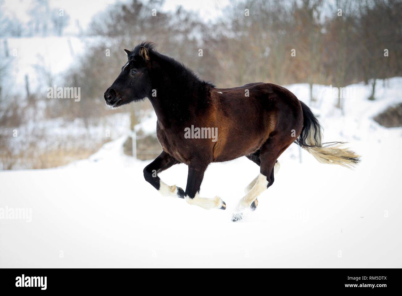 Lewitzer pony hi-res stock photography and images - Alamy