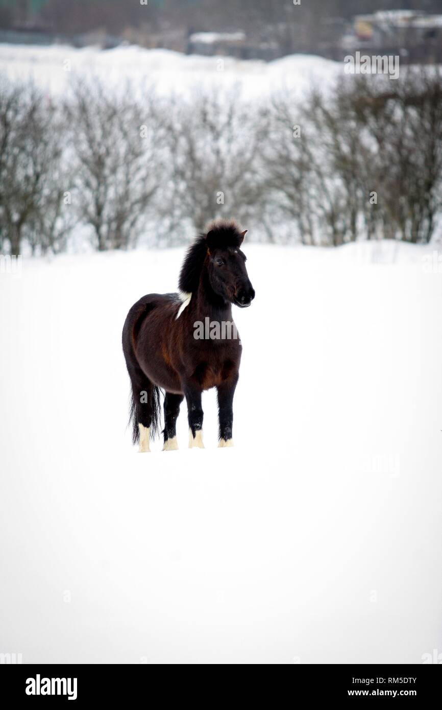 Lewitzer pony hi-res stock photography and images - Alamy