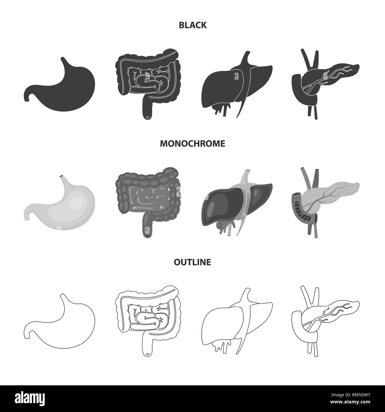 stomach,liver,pancreas,digestive,endocrine,gastric,intestine,body ...
