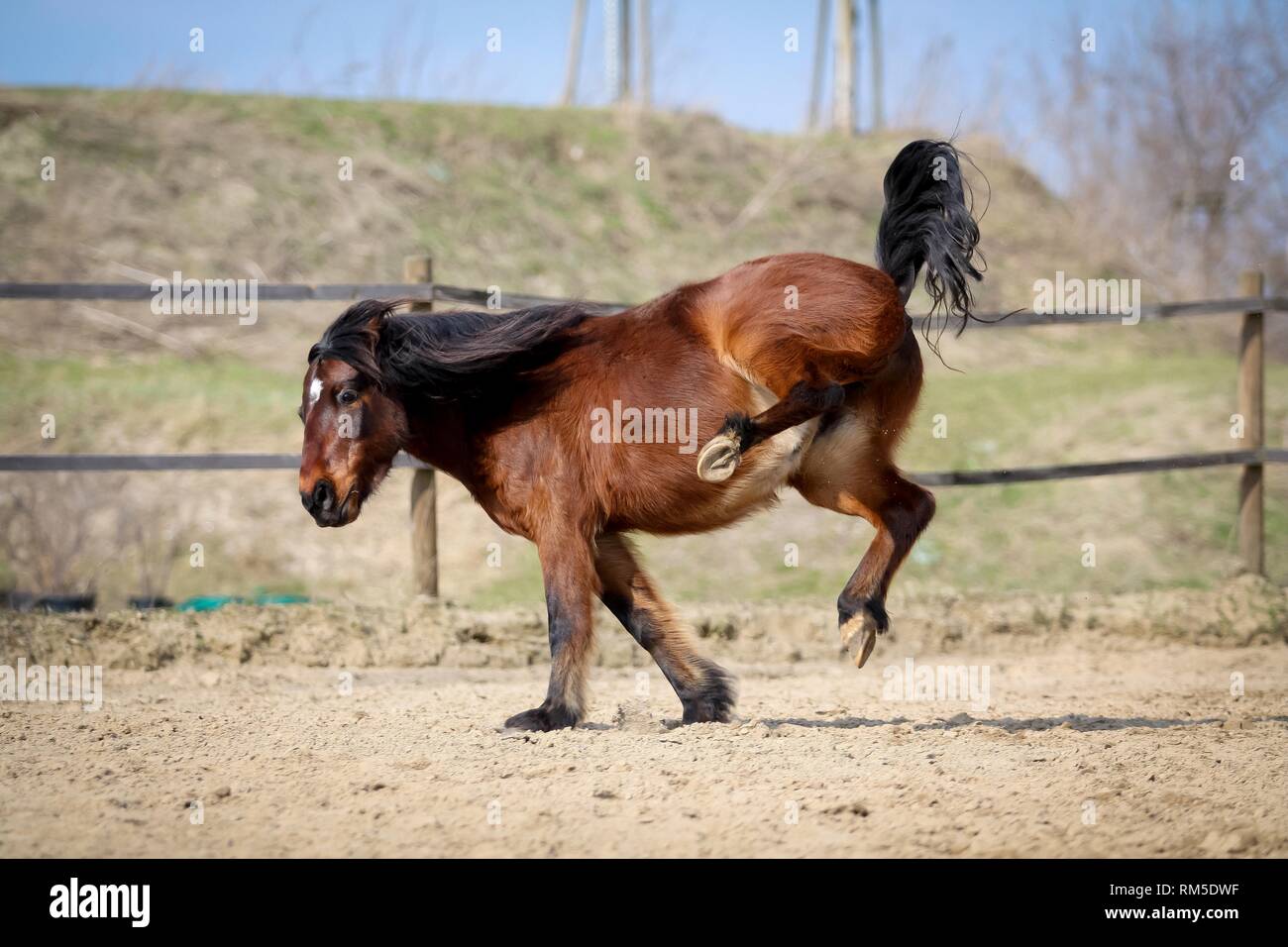pony kicks off Stock Photo - Alamy