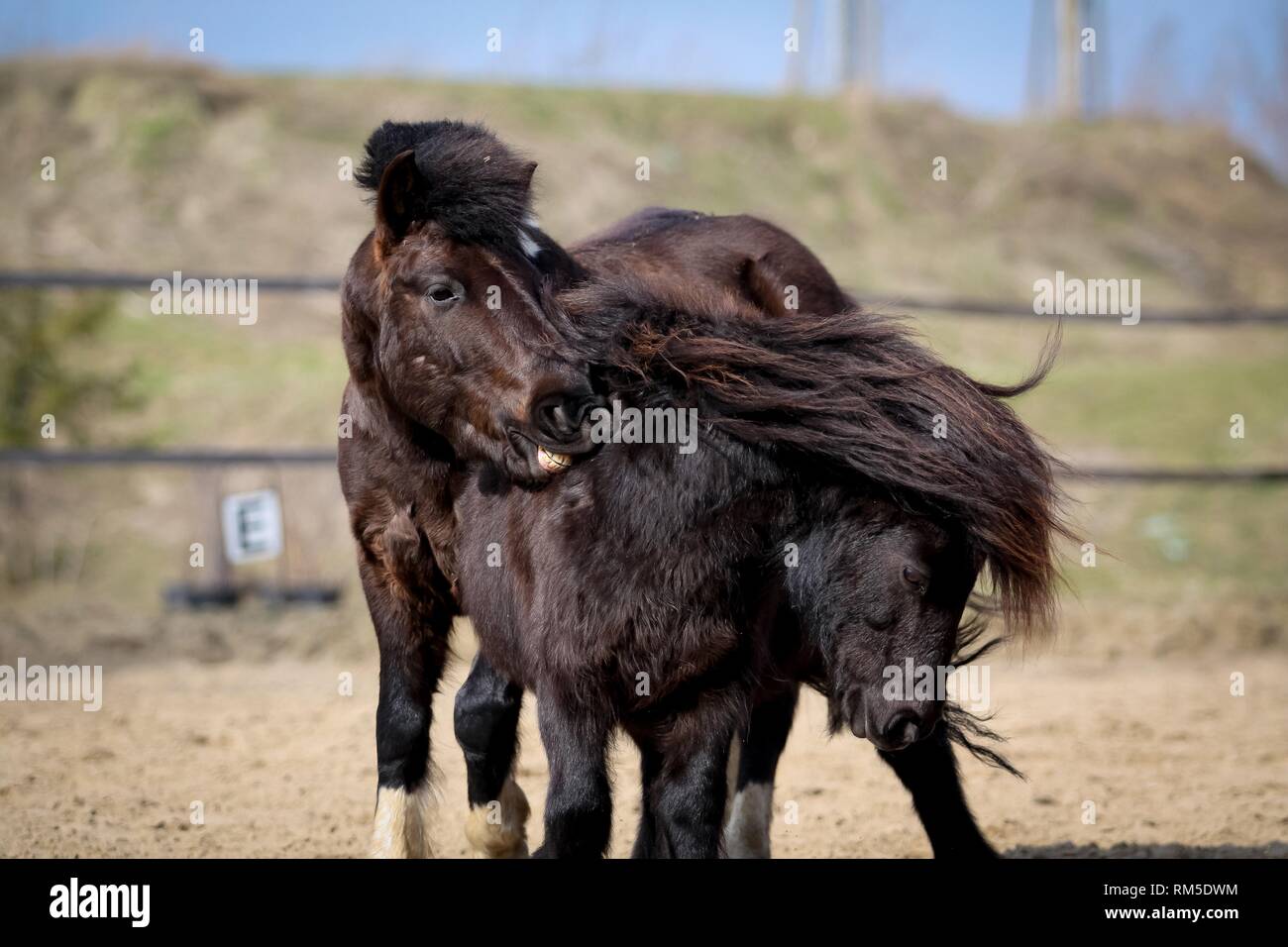 Two ponies fighting hi-res stock photography and images - Alamy