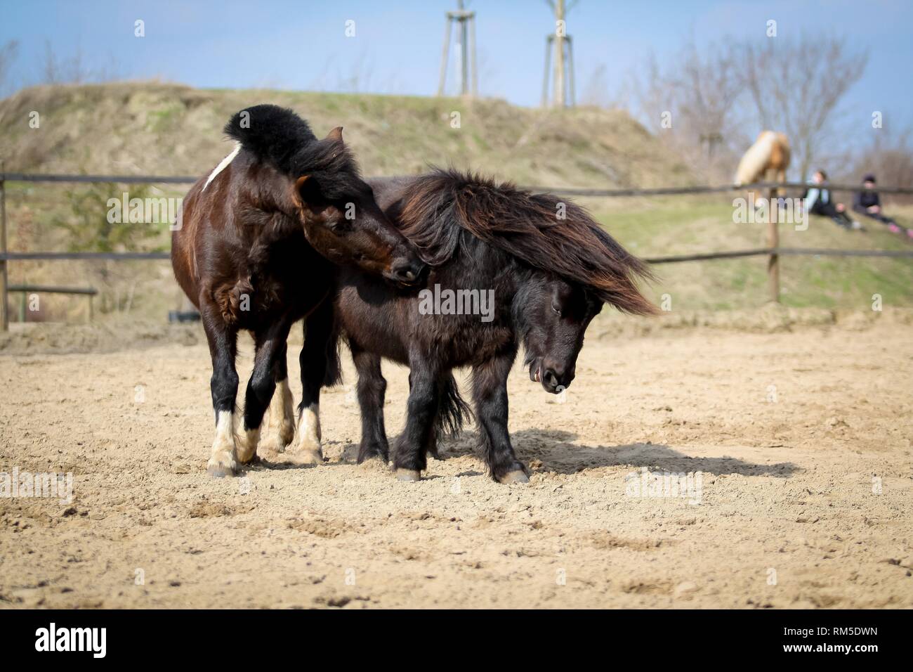 Paddock game hi-res stock photography and images - Alamy