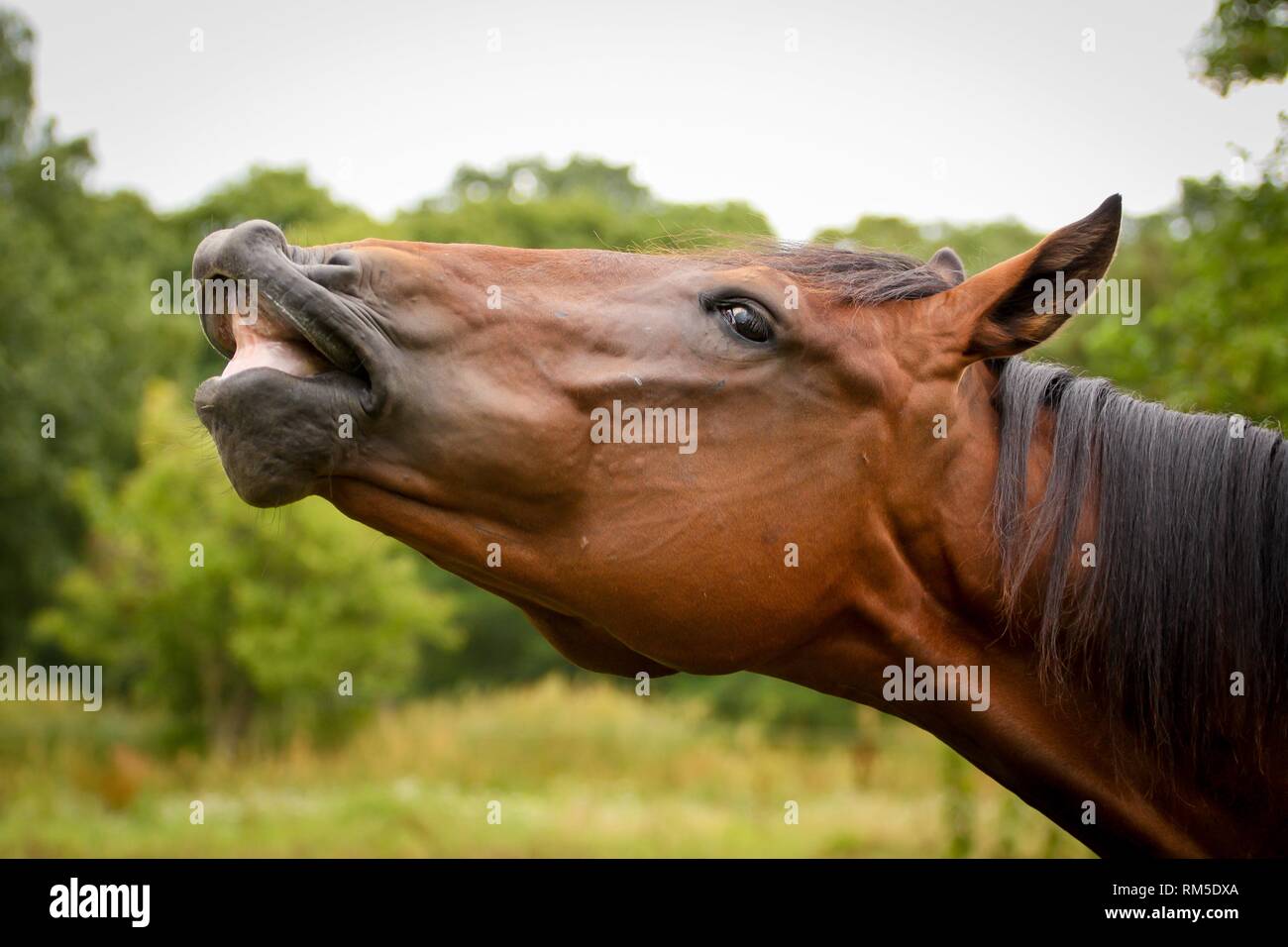 Flehmening hi-res stock photography and images - Alamy