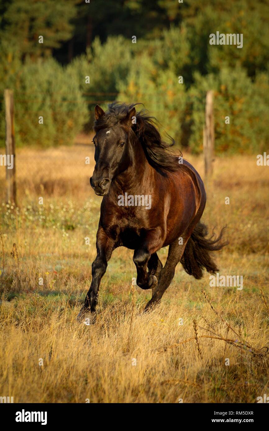 running Welsh Cob Stock Photo - Alamy
